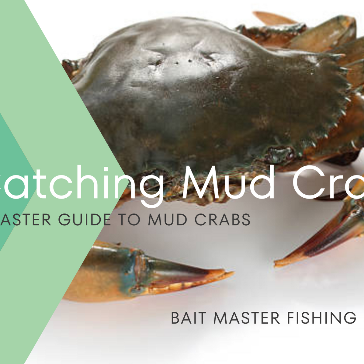 Catching Mud Crabs: A Master Guide to Mud Crabs — Bait Master Fishing ...