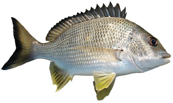 Bream Lures - Fishing Tackle at Bait Master Fishing & Tackle – Bait ...