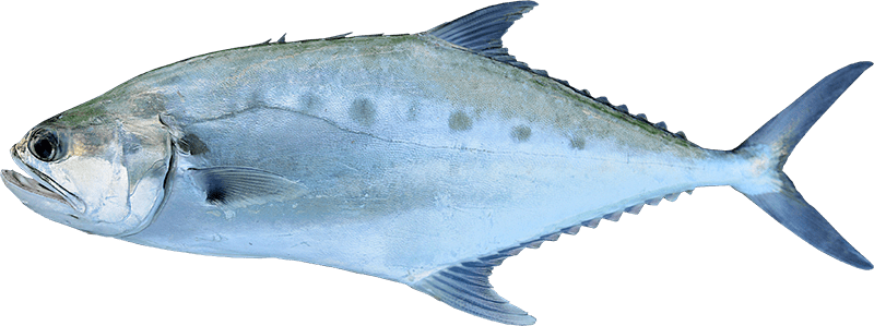 Queenfish Lures - Fishing Tackle at Bait Master Fishing & Tackle — Bait ...