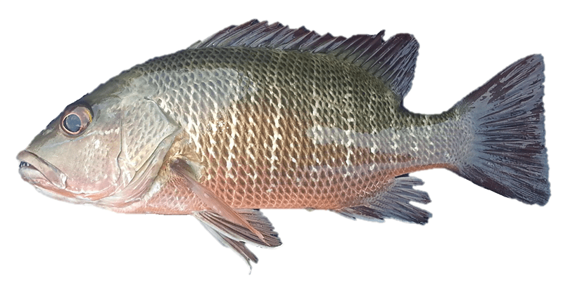 Mangrove Jack Lures - Fishing Tackle at Bait Master Fishing & Tackle ...