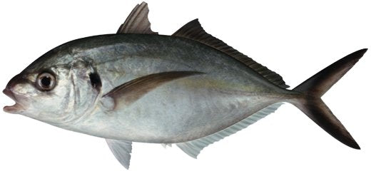 Trevally Lures - Fishing Tackle at Bait Master Fishing & Tackle – Bait ...